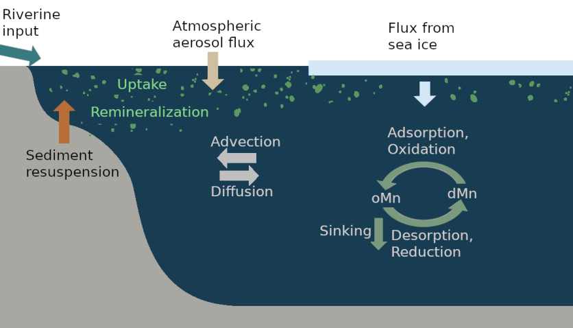 Trace element cycling in the Arctic Ocean | Birgit Rogalla